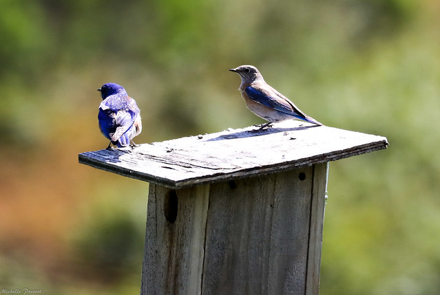 Pair of blue songbirds perched on a weathered birdhouse roof in a sunlit garden